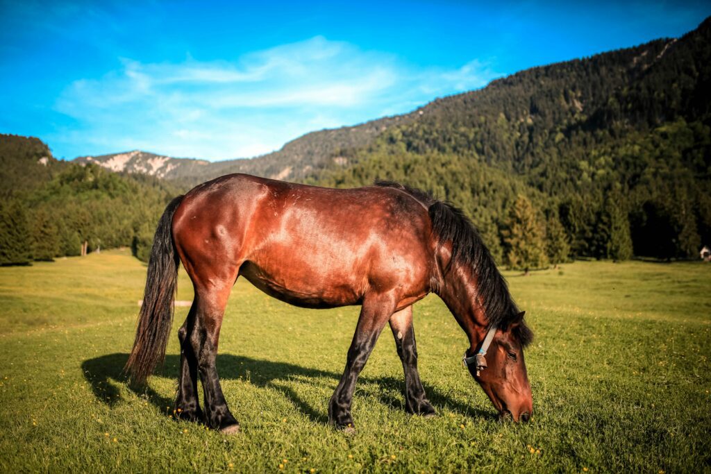 Best Practices For Introducing Your Horse To New Environments Toml